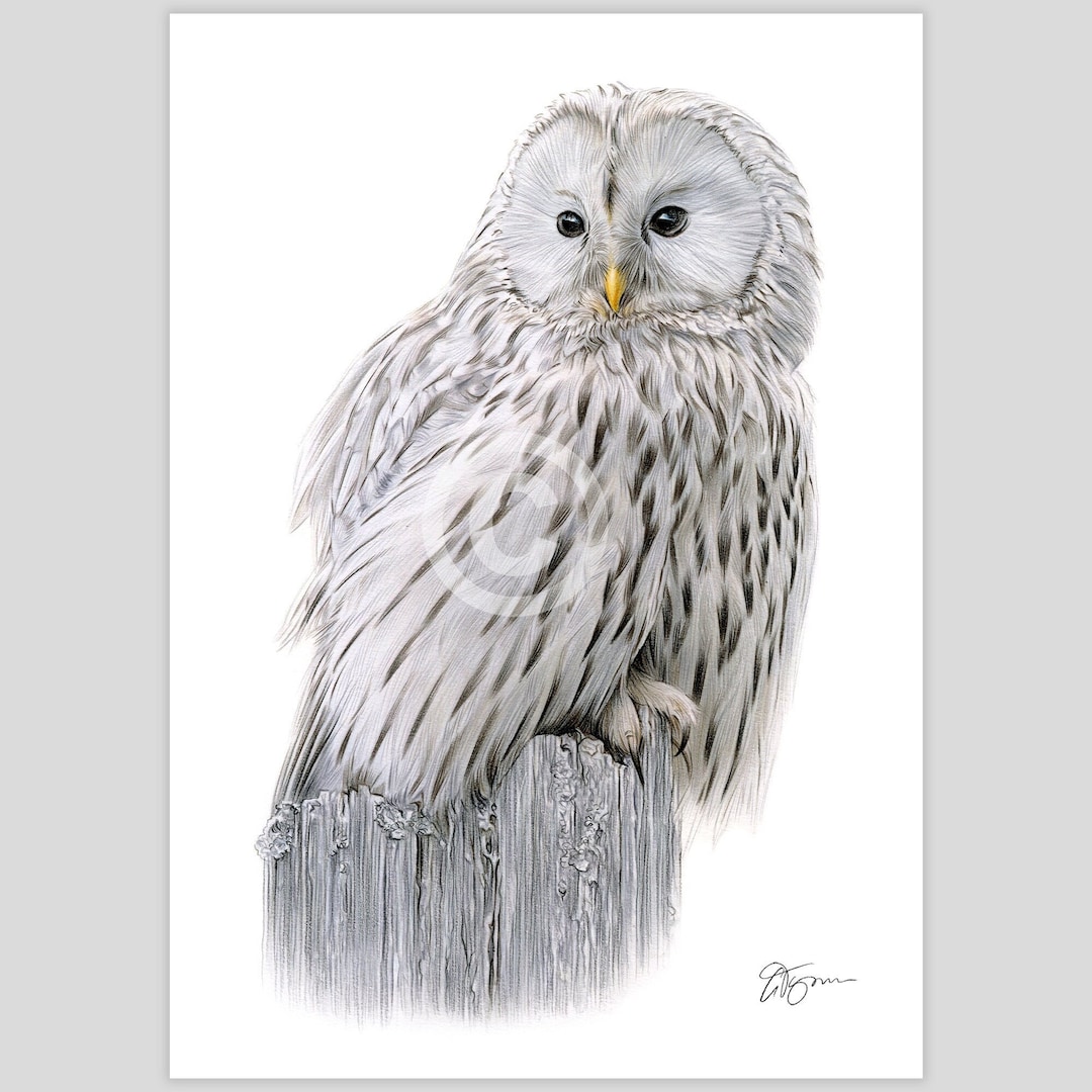 Ural Owl Artwork Signed by Artist G Tymon | Colour Pencil Drawing Print ...