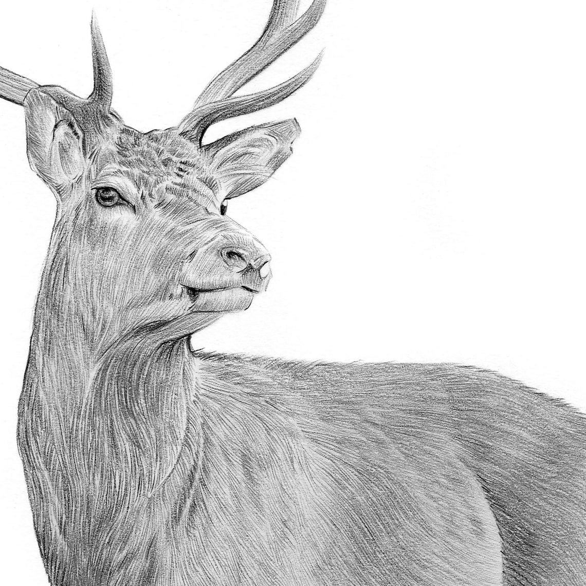 Red Deer Artwork Signed by Artist Gary Tymon | Pencil Drawing Print | 2 ...