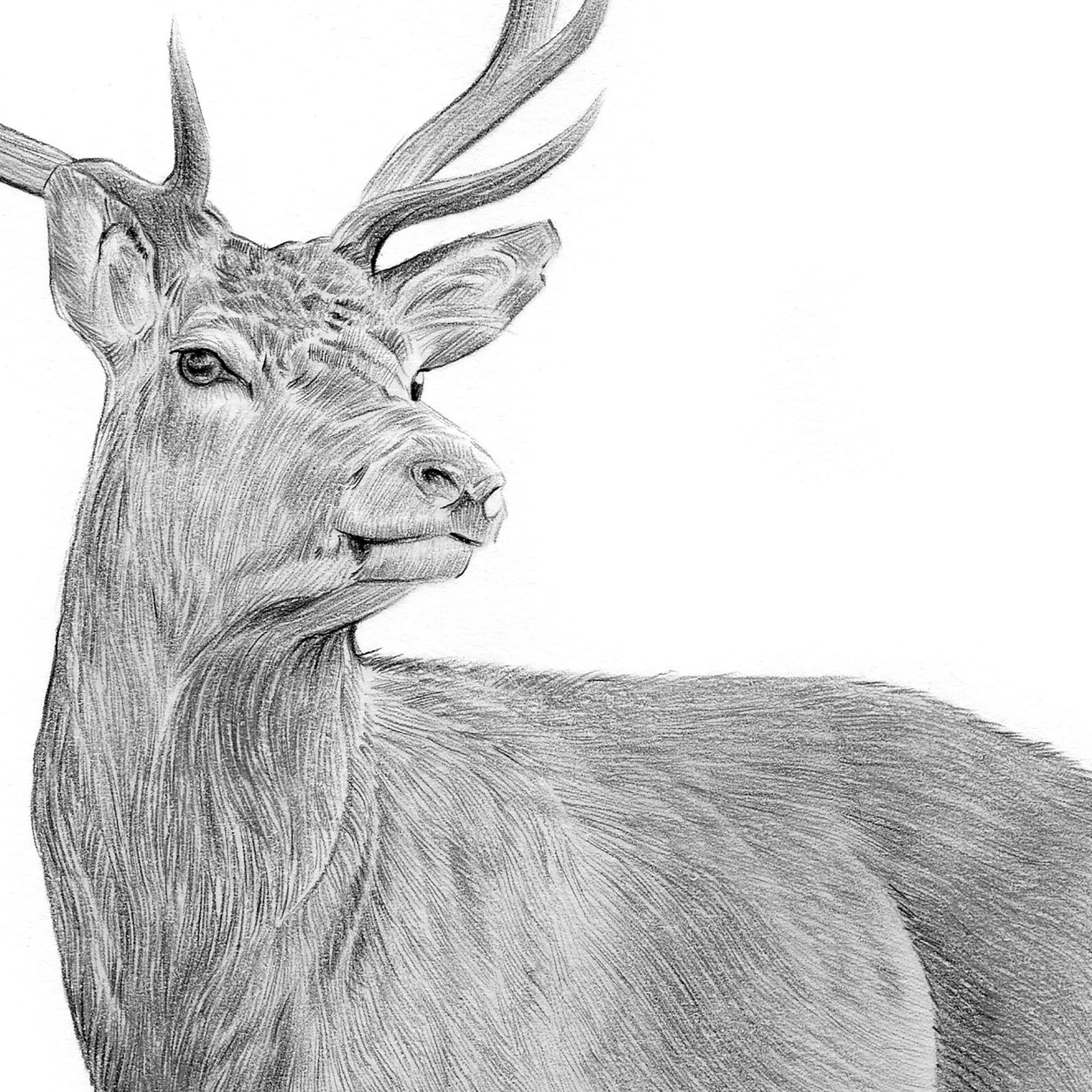 Red Deer Artwork Signed by Artist Gary Tymon | Pencil Drawing Print | 2 ...