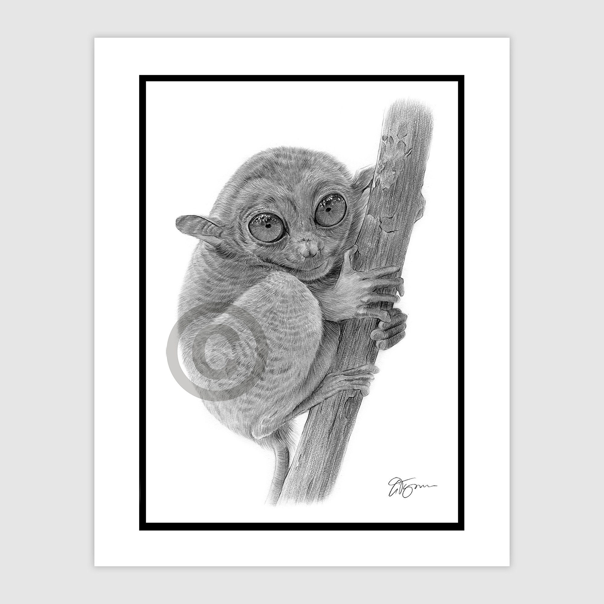Tarsier Drawing