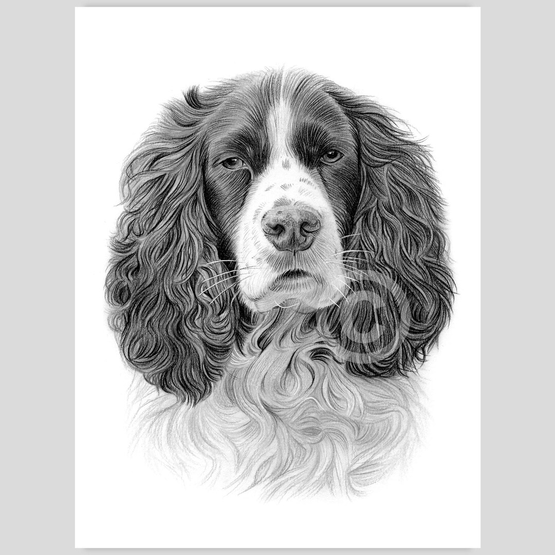 Springer Spaniel Dog Pencil Portrait - Fine Art Print (digital Download ...