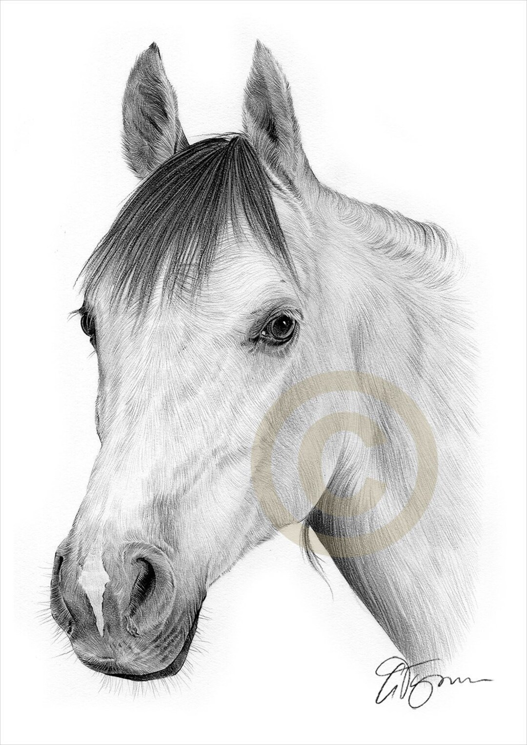 Arab Stallion Pencil Drawing Print Artwork Signed by Artist Gary Tymon ...