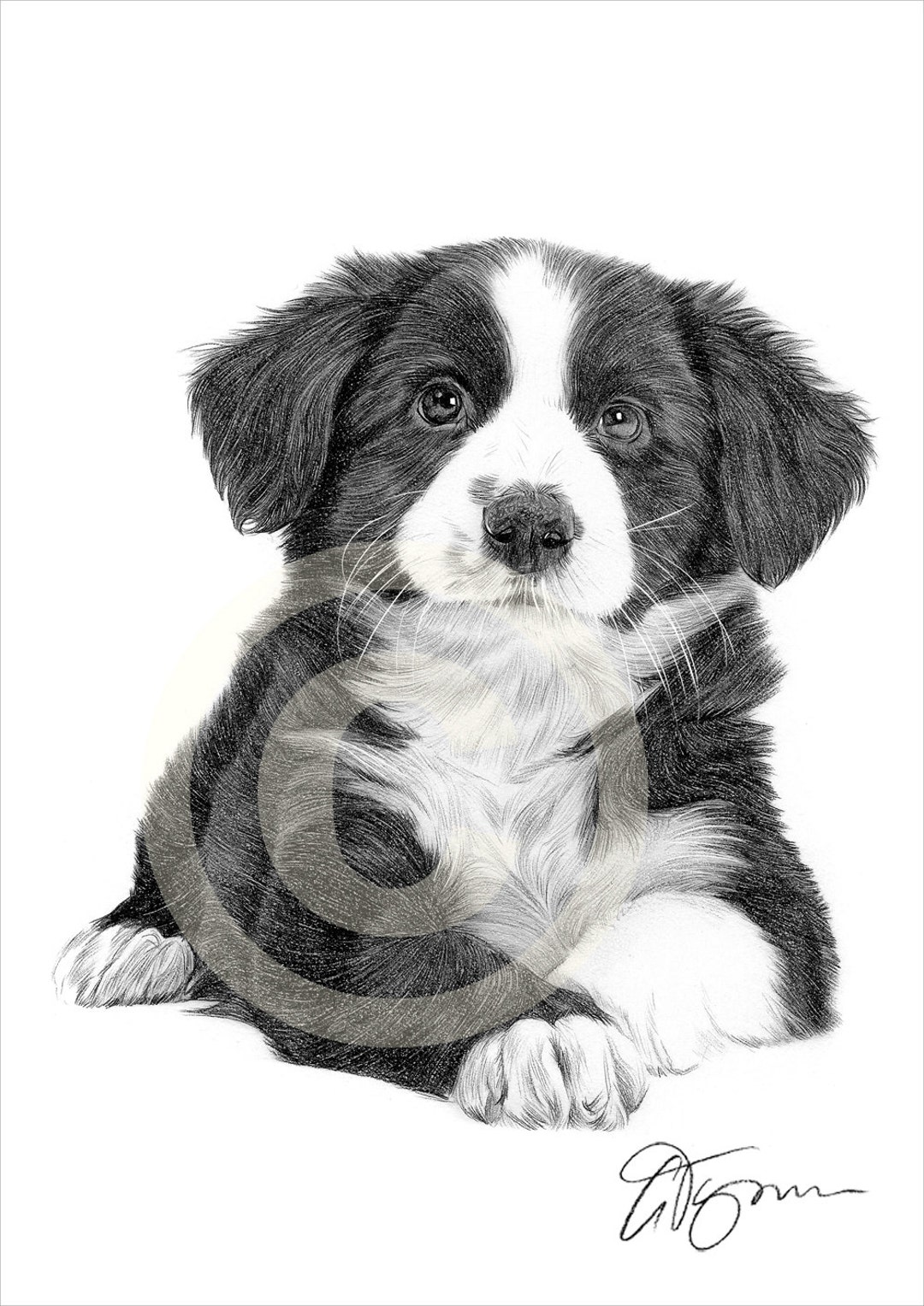Border Collie Puppy Artwork Dog Pencil Drawing Print Art - Etsy