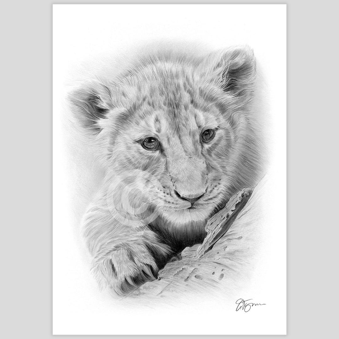Lion Cub Artwork Signed by Artist Gary Tymon | Pencil Drawing Print | 2 ...