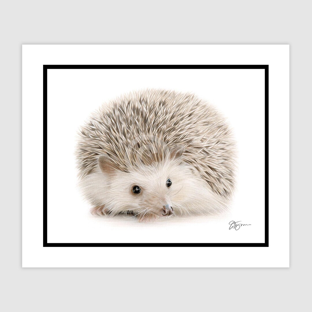 Hedgehog Original Colour Pencil Drawing | Portrait Size 10 Hedgehog Original Colour Pencil Drawing | Portrait Size 10