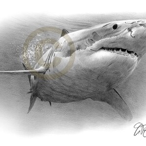Great White Shark Pencil Drawing Print Wildlife Art - Etsy
