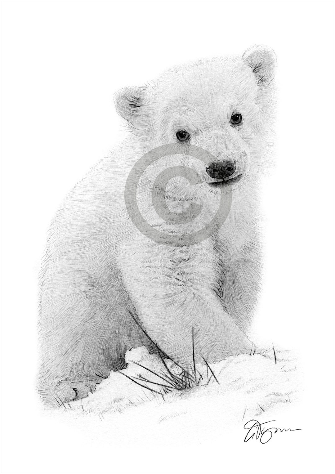 Polar Bear Cub Artwork Pencil Drawing Print Wildlife Art Artwork Signed ...