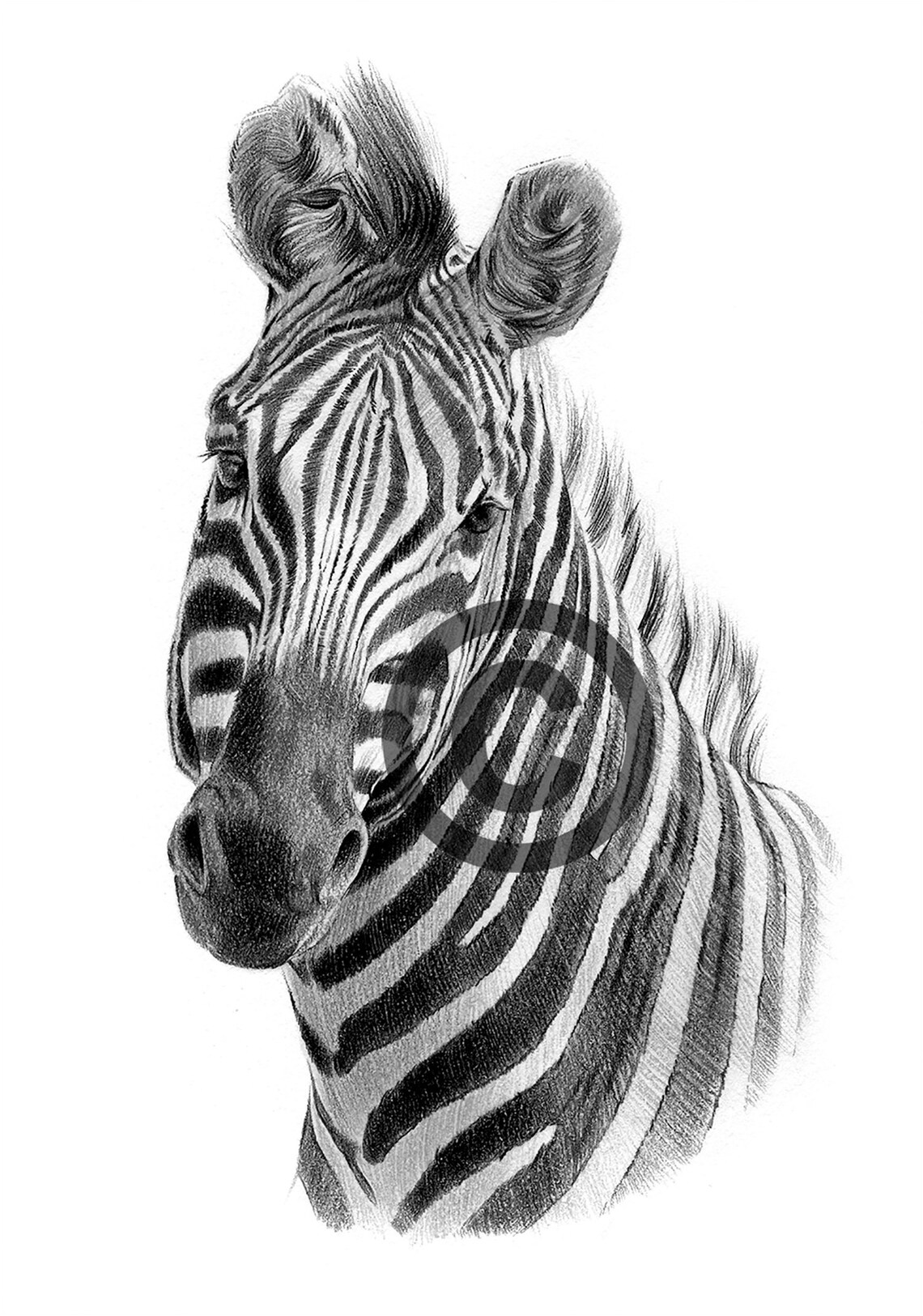 Digital Download Pencil Drawing of a Zebra Artwork by UK | Etsy