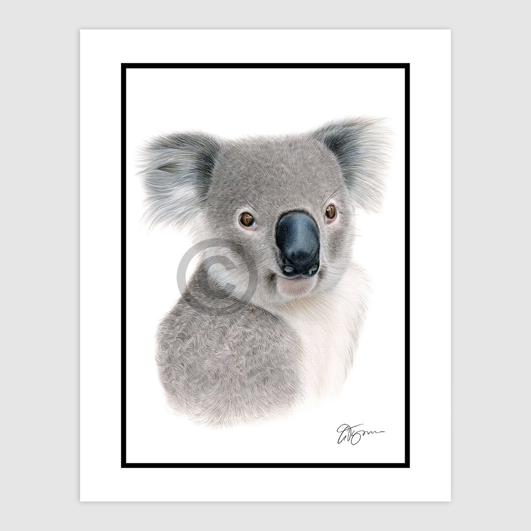 KOALA Original Color Pencil Drawing - Animal Art - Portrait Size 11.75 ...