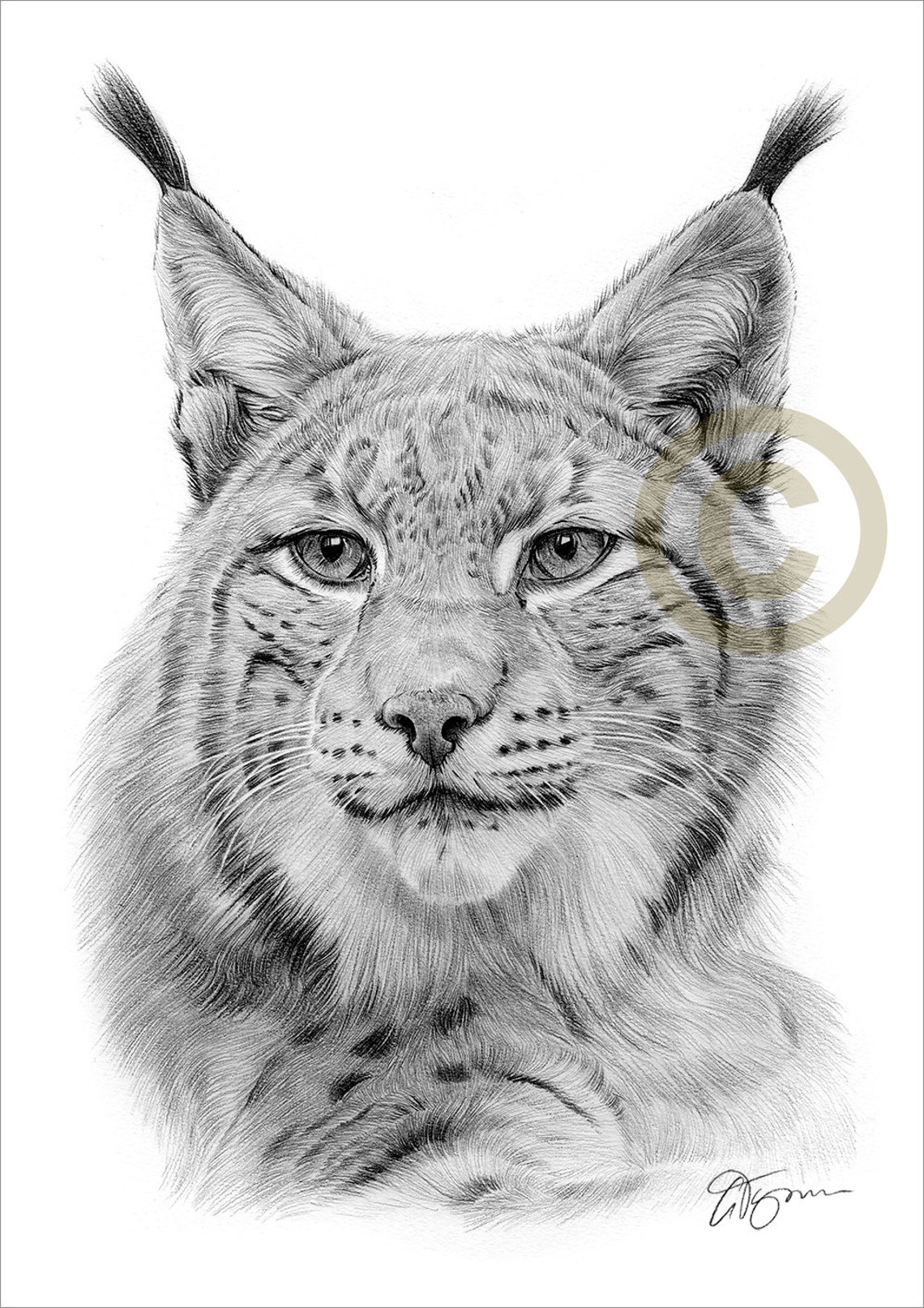LYNX pencil drawing print big cat art artwork signed by | Etsy