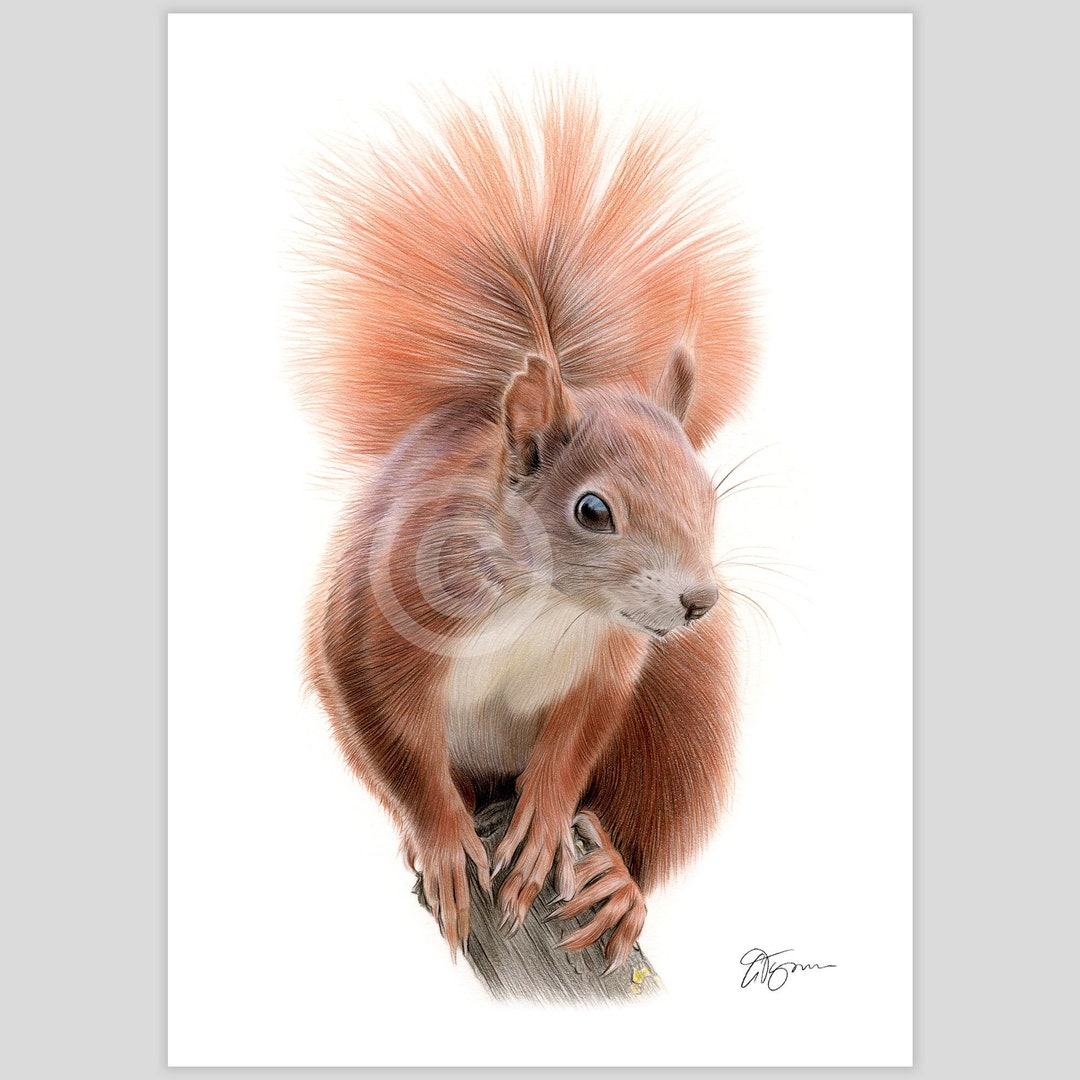 Red Squirrel Artwork Signed by Artist Gary Tymon | Colour Pencil ...