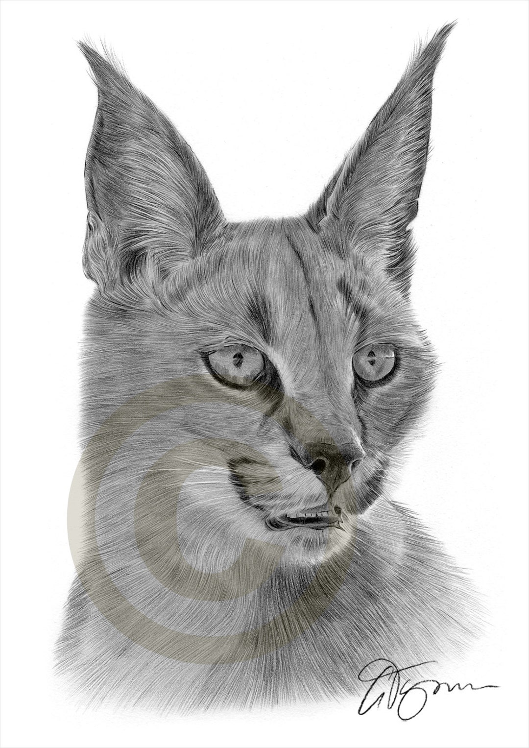 Animal Artwork Caracal Pencil Drawing Print Artwork Signed - Etsy