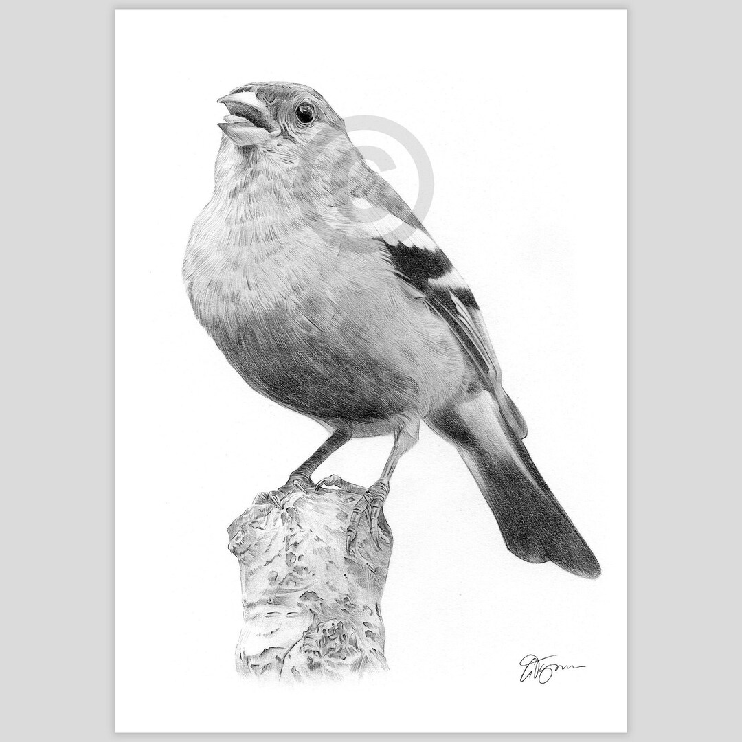 Chaffinch Artwork Signed by Artist Gary Tymon Pencil Drawing Print 2 ...