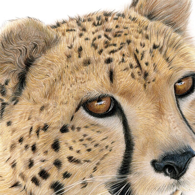 African Cheetah Color Pencil Drawing Print | Big Cat Portrait | Artwork ...