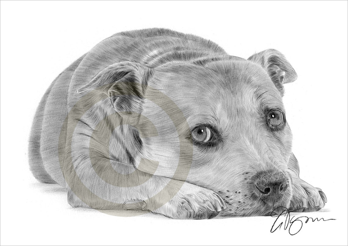 Staffy Staffordshire Bull Terrier Pencil Drawing Print - Etsy UK