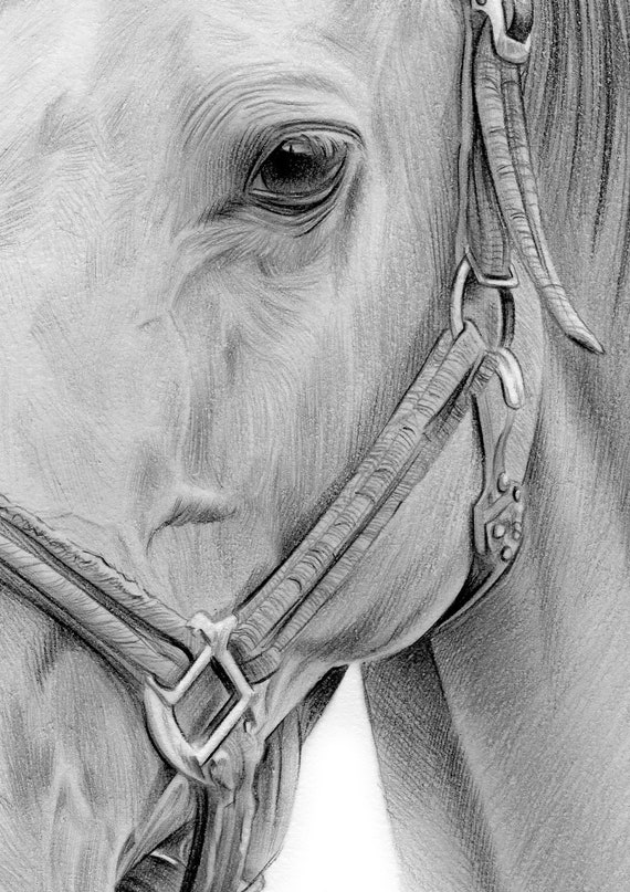 Dibujo De Caballo A Lapiz Cómo Dibujar Un BOCETO En Tiempo Real A