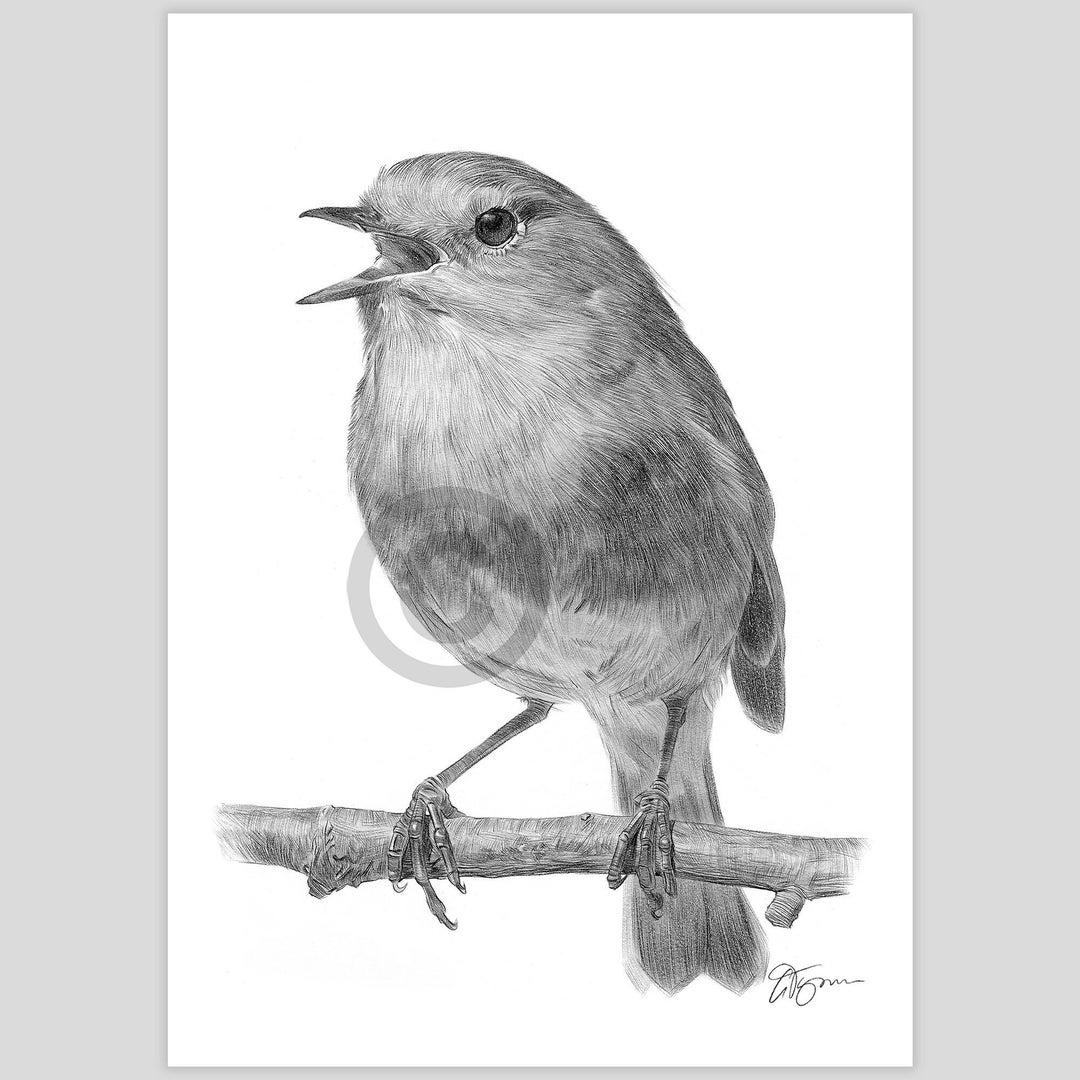 Robin Redbreast Artwork Signed by Artist Gary Tymon | Pencil Drawing ...