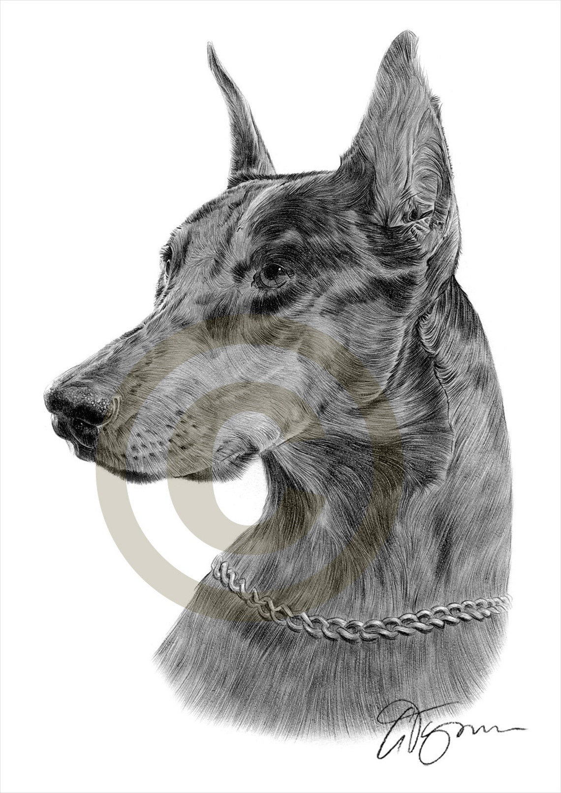 Doberman Pinscher Pencil Drawing Print Artwork Signed by - Etsy