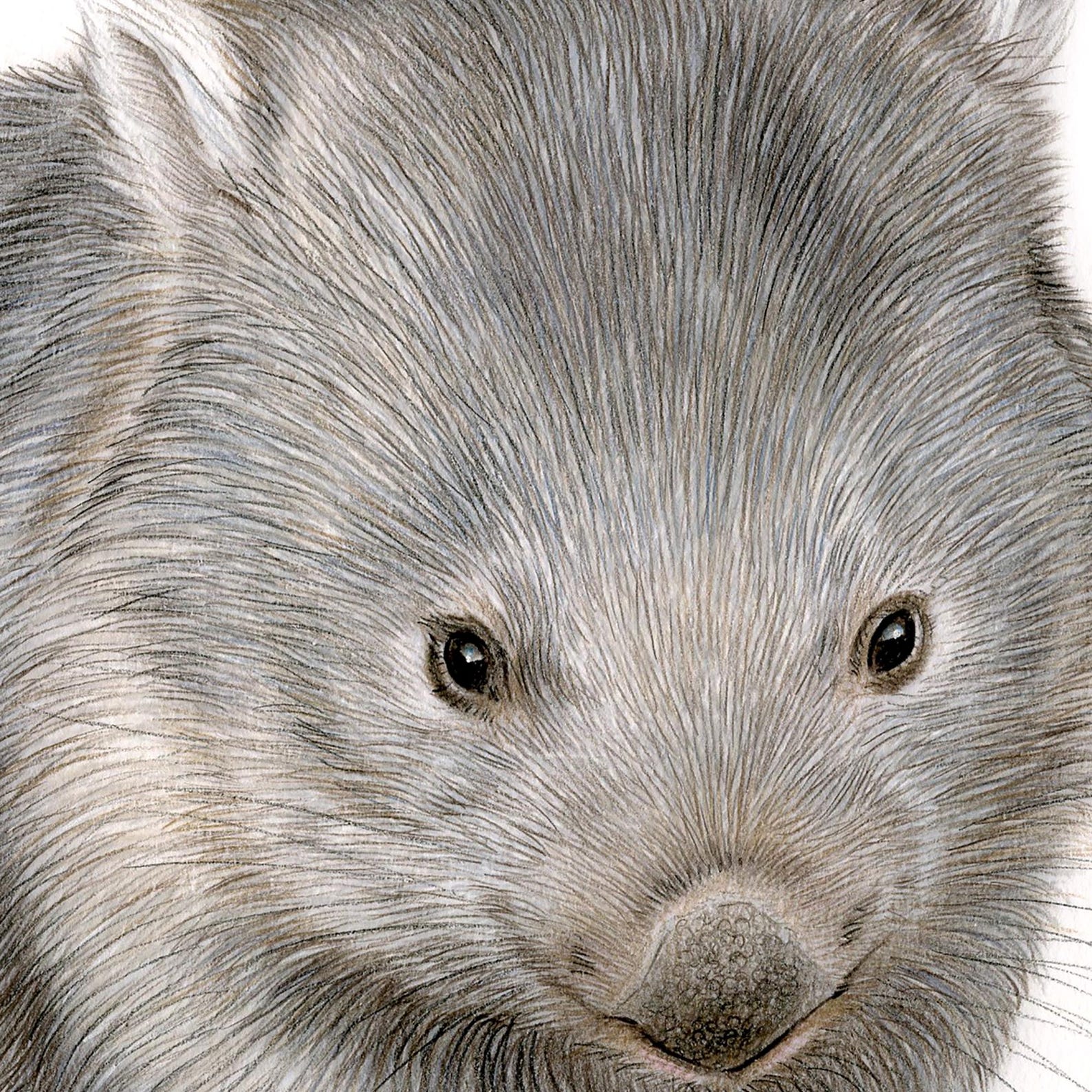 Wombat Color Pencil Drawing Print | Artwork Signed by Artist Gary Tymon ...