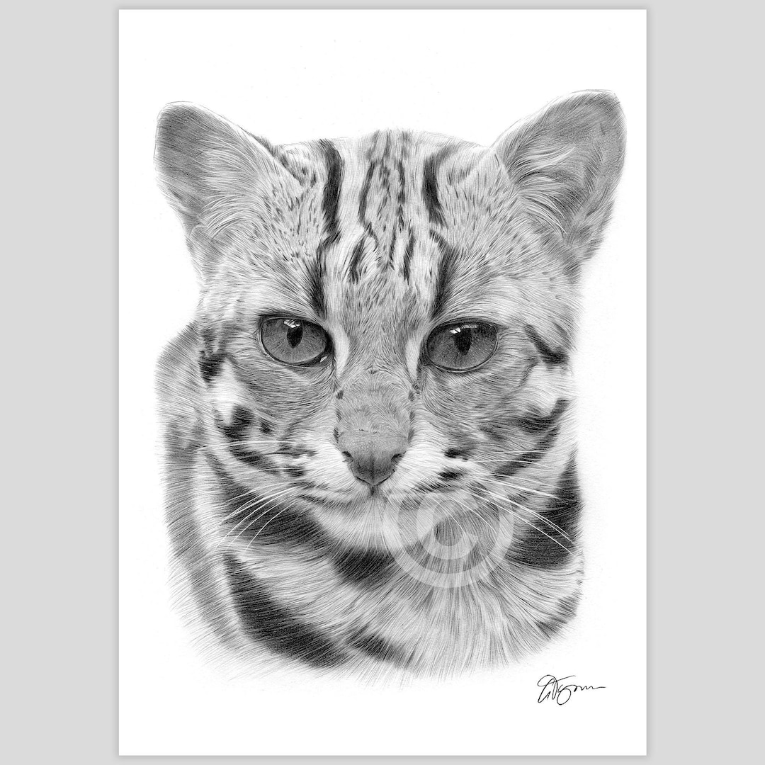 Asian Leopard Cat Pencil Drawing Print | Artwork Signed by Artist G ...