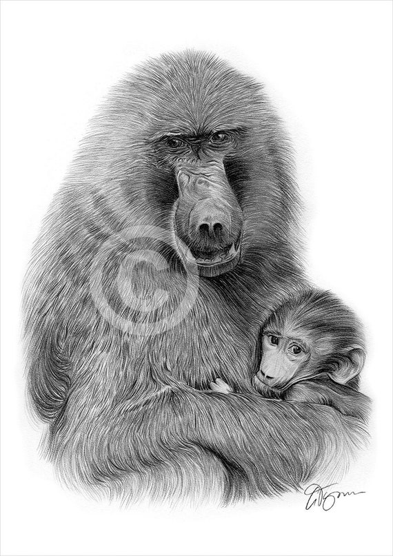 Baboon Drawing