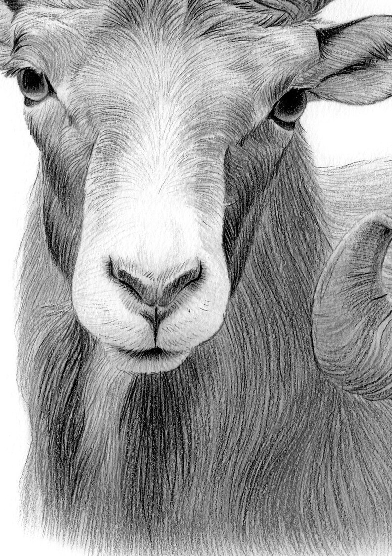 MOUFLON Original B&W Pencil Drawing Portrait Size 10 - Etsy