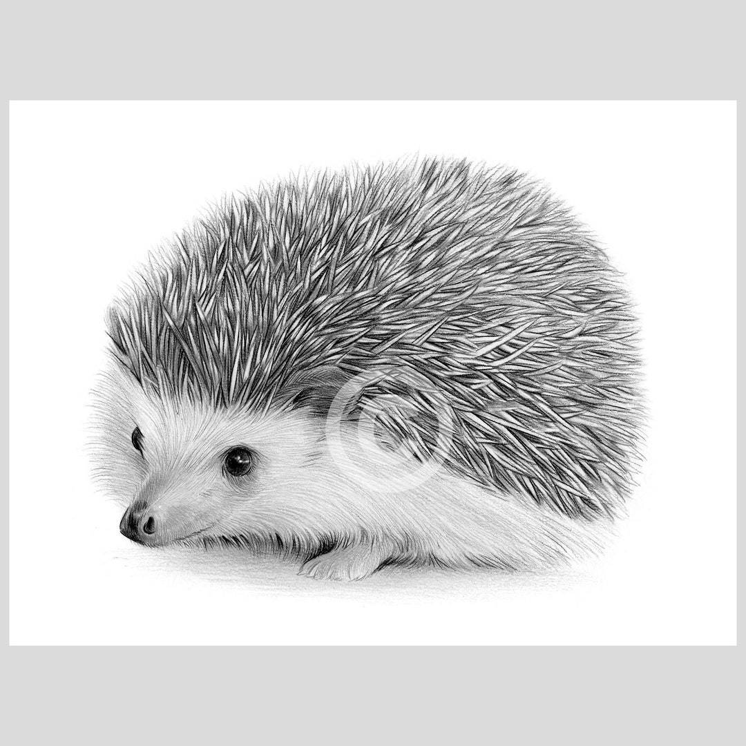Digital Download - Pencil Drawing of a Young Hedgehog - Artwork by UK ...