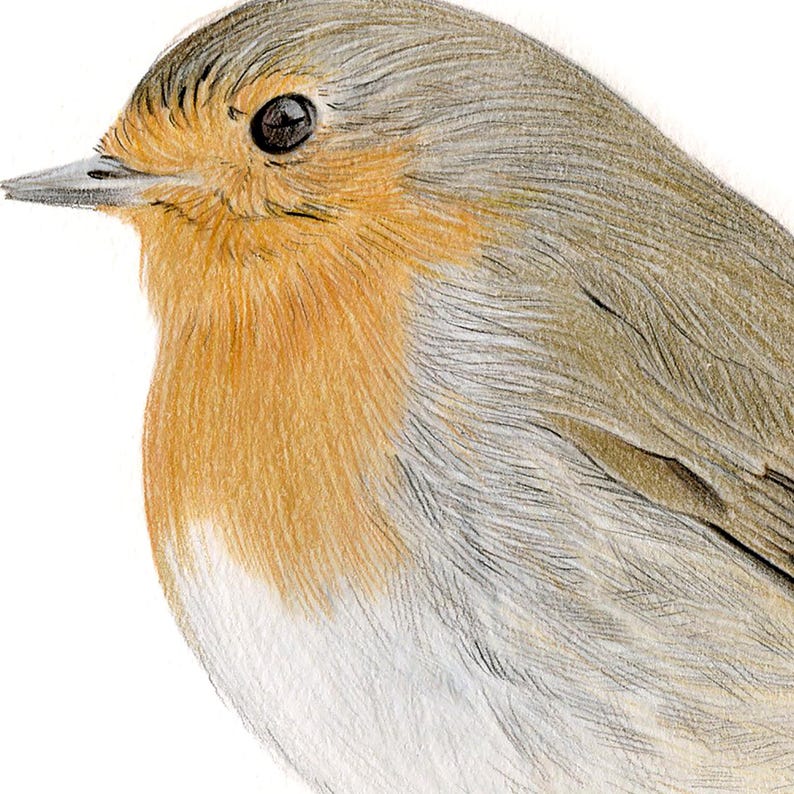 Robin Redbreast Colour Pencil Drawing - Digital Download - Artwork by UK Artist Gary Tymon ...