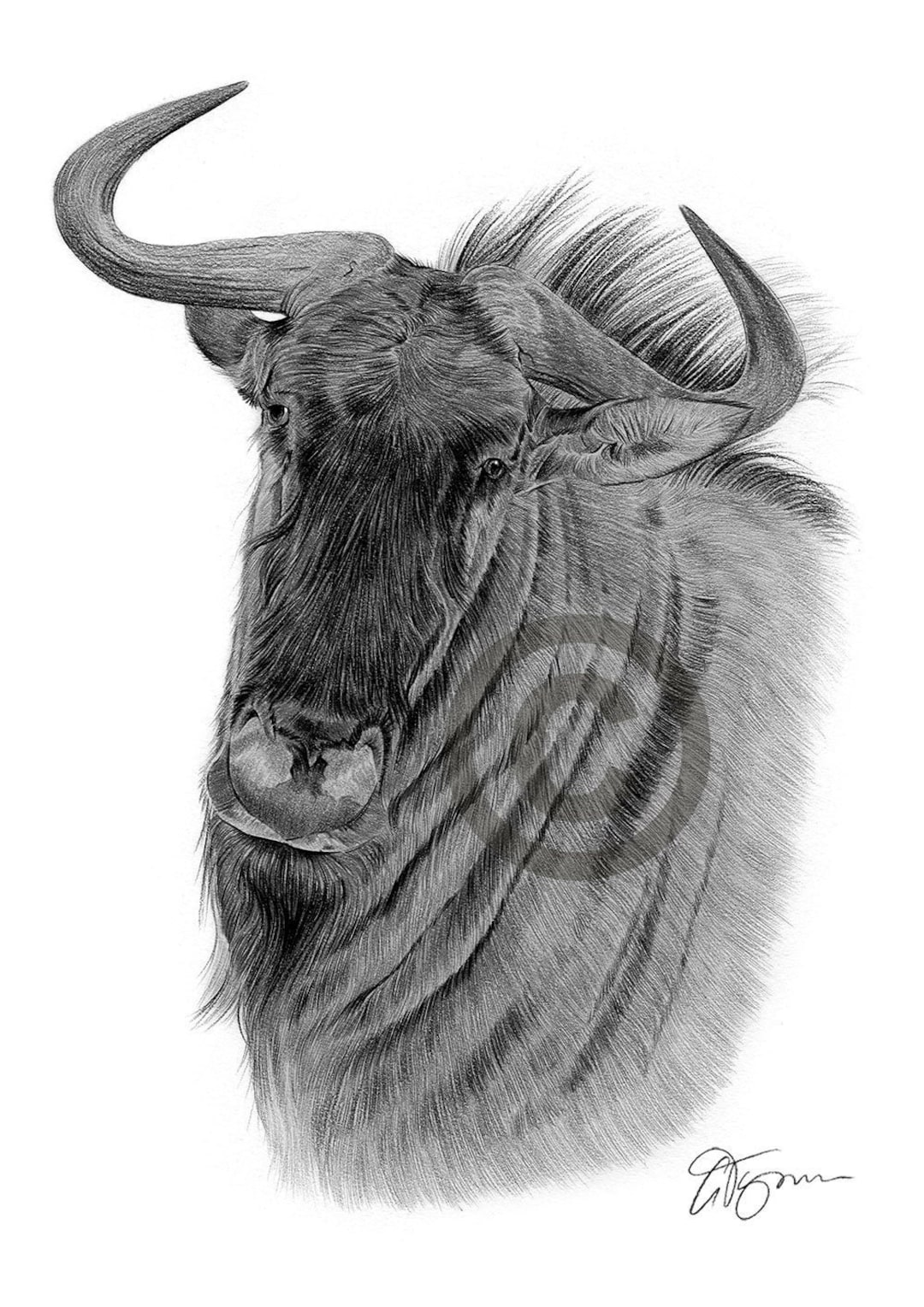 WILDERBEEST Pencil Drawing Print Wildlife Art Artwork Signed by Artist ...