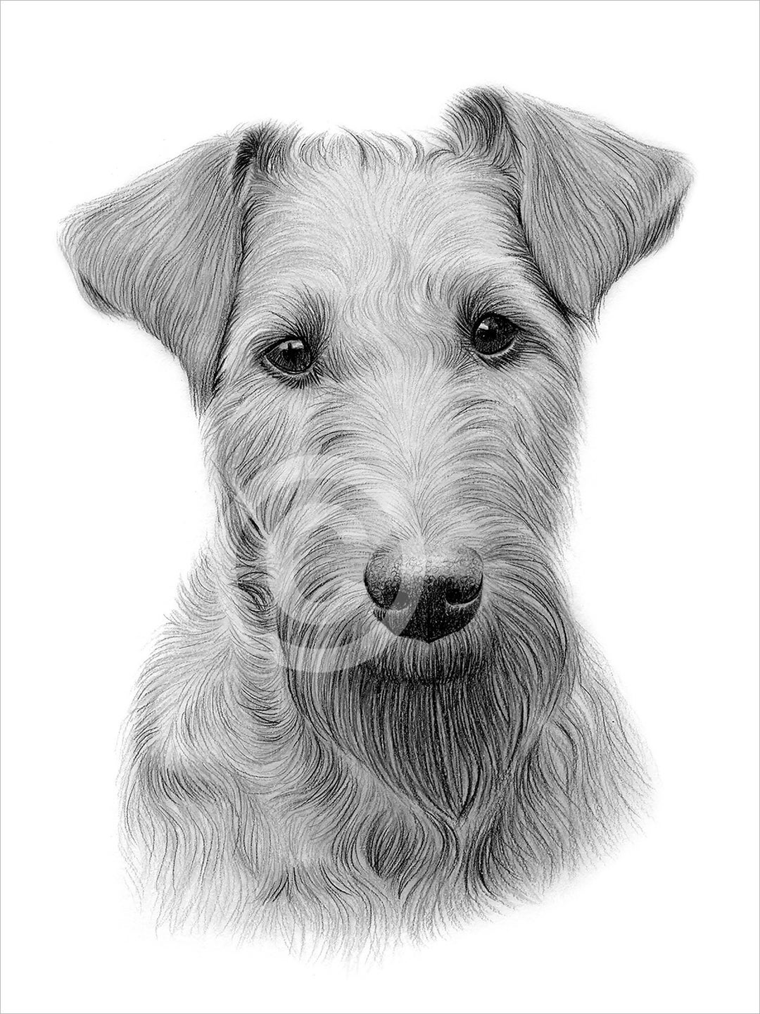 Digital Download Pencil Drawing of an Irish Terrier Artwork by UK ...