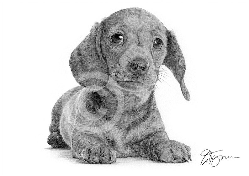 Teckel chiot dessin à imprimer art animalier oeuvre | Etsy France