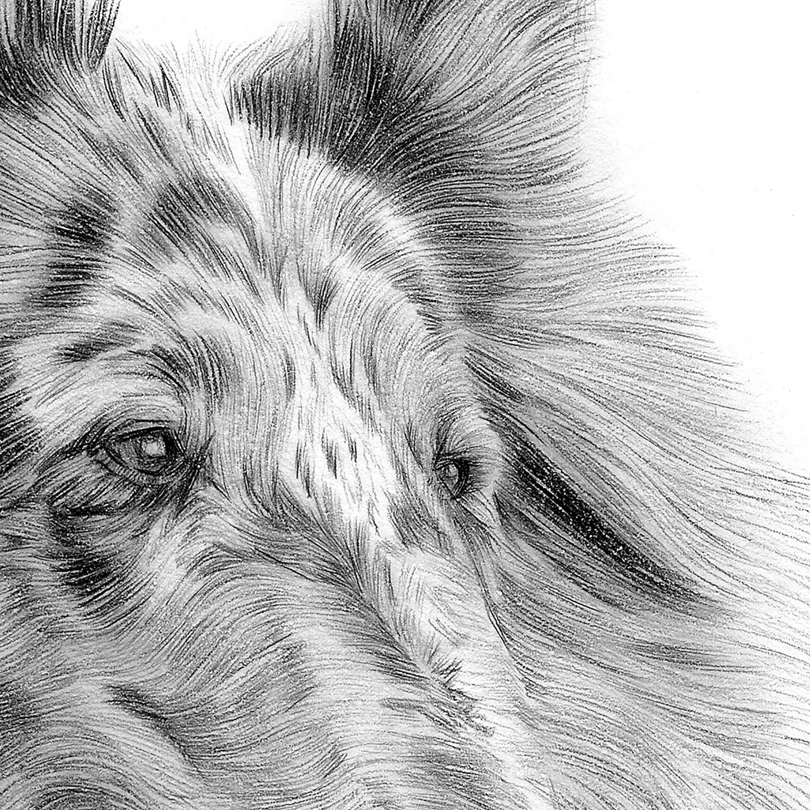 Blue Merle Rough Collie - Pencil Drawing Print - Artwork Signed by ...