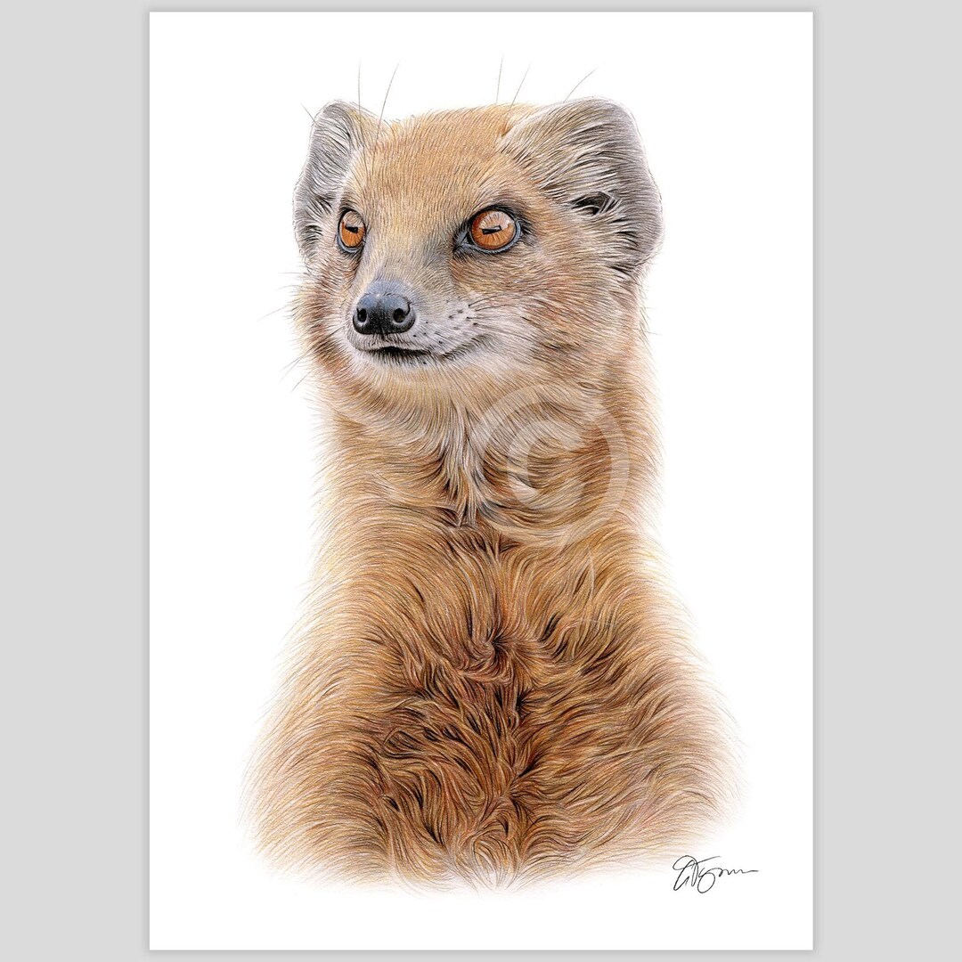 Mongoose Artwork Signed by Gary Tymon | Colour Pencil Drawing Print | 2 ...