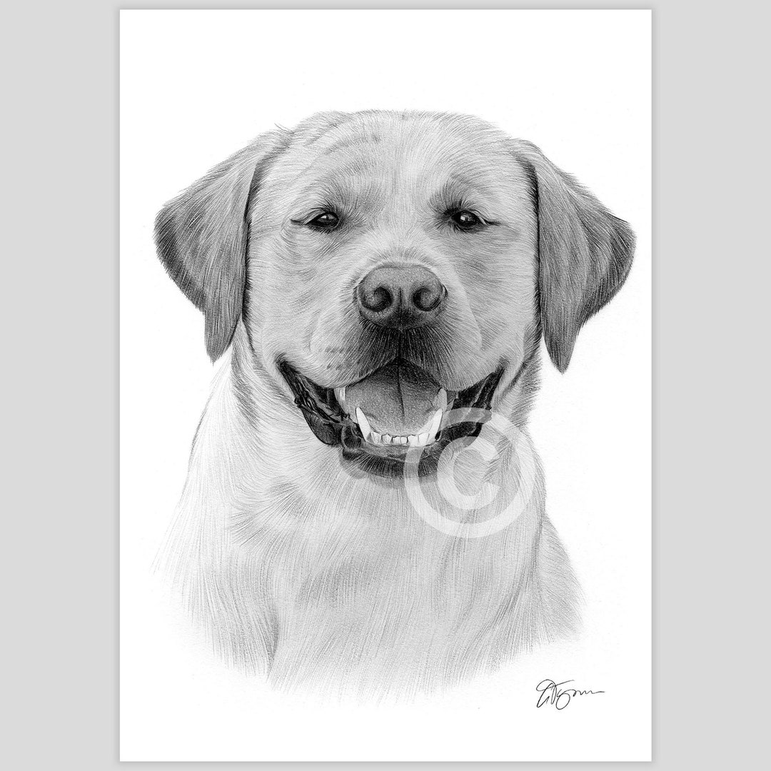 Labrador Retriever Dog | Pencil Drawing Print | Artwork Signed by ...