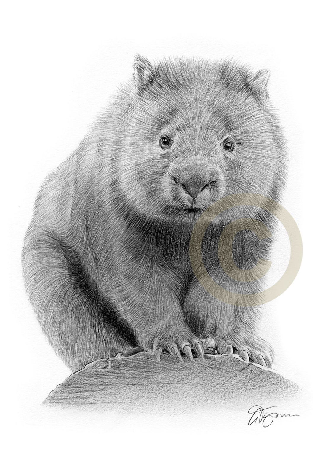 Wombat Sketch
