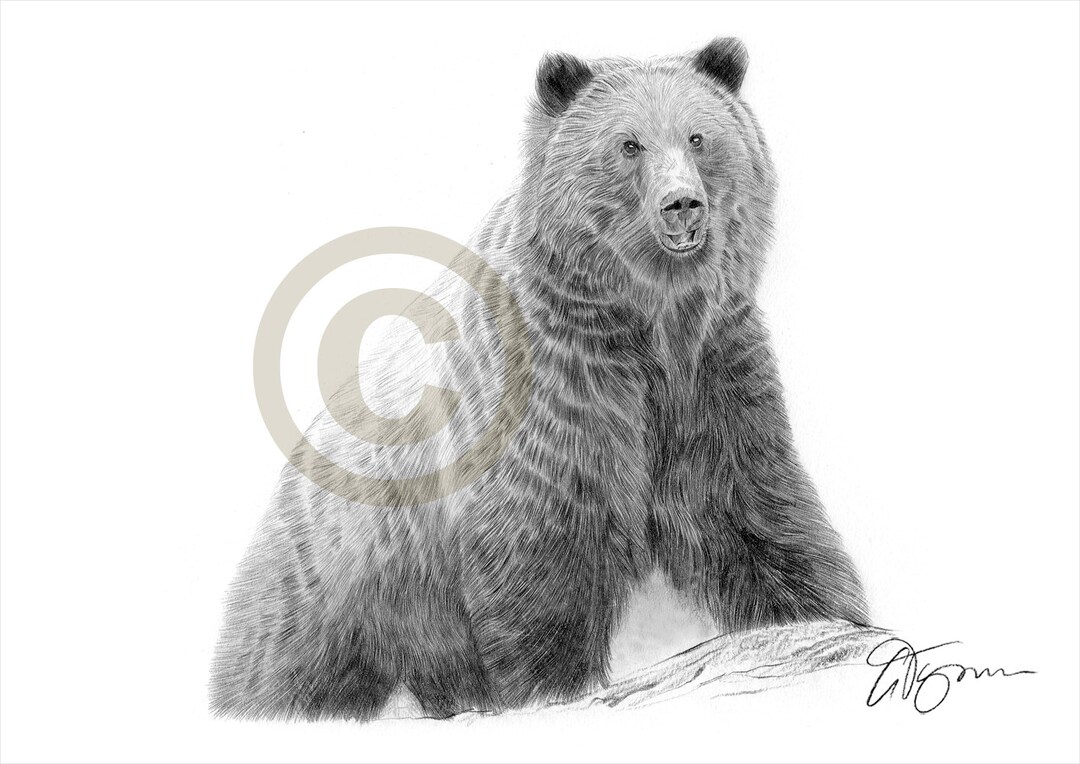 Brown Bear Artwork Pencil Drawing Print Wildlife Art - Etsy