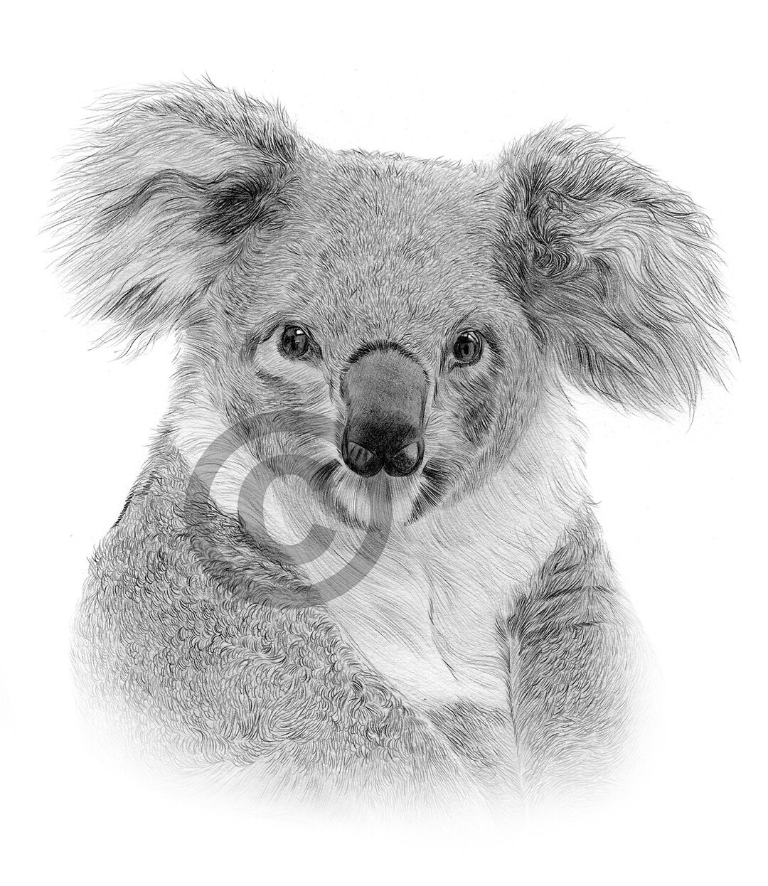Digital Download Pencil Drawing of a Koala Artwork by UK Artist Gary ...