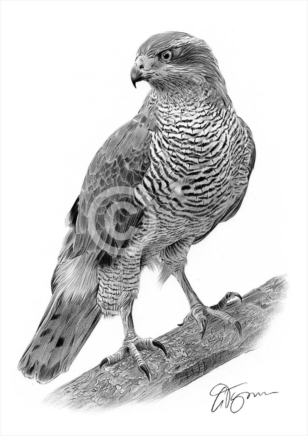 Bird Artwork Goshawk Pencil Drawing Print Wildlife Art Signed by Artist ...