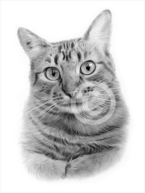 Gatto Tools Drawing