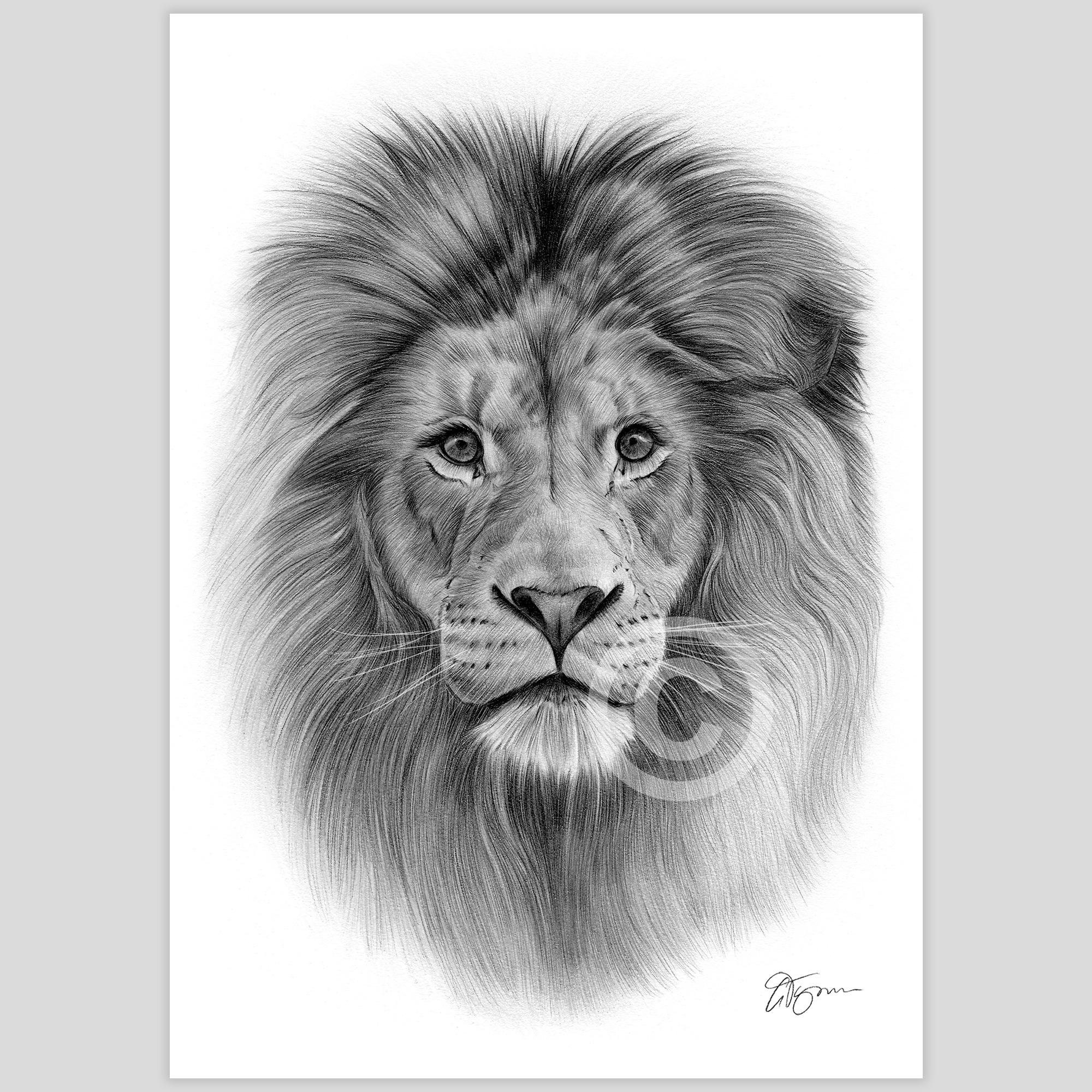 Lion Head Pencil Drawing