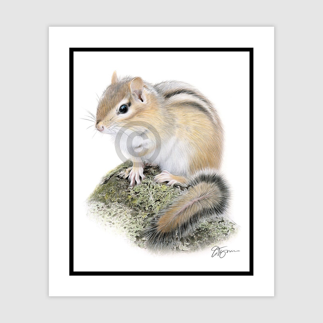 CHIPMUNK - Original Colour Pencil Drawing - Portrait Size 10 CHIPMUNK - Original Colour Pencil Drawing - Portrait Size 10