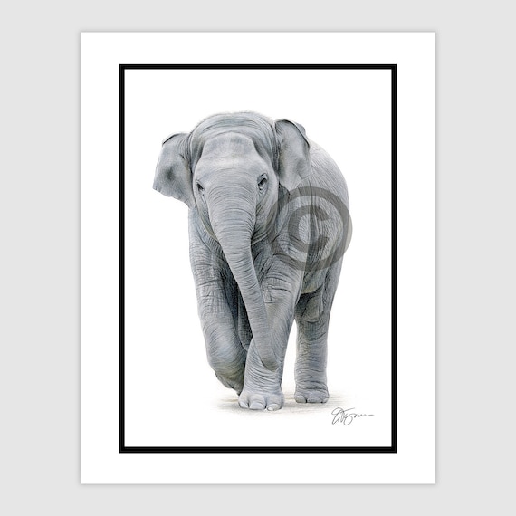 Pencil Drawings Of Asian Elephants
