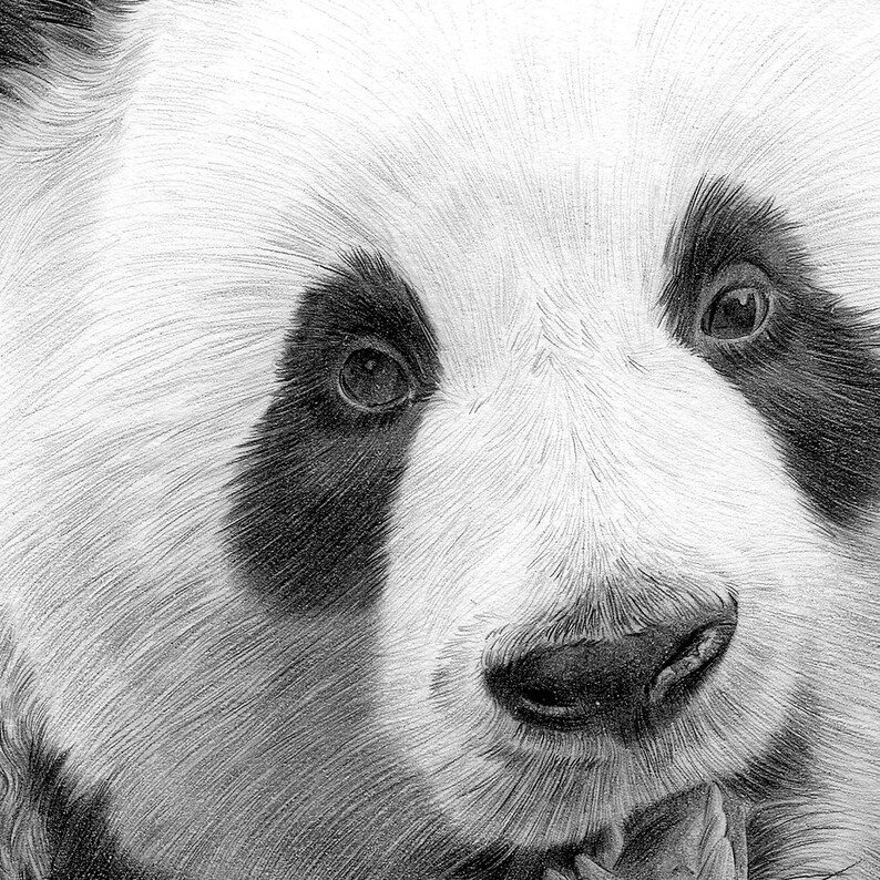 Giant Panda Artwork Signed by Artist Gary Tymon | Pencil Drawing Print ...