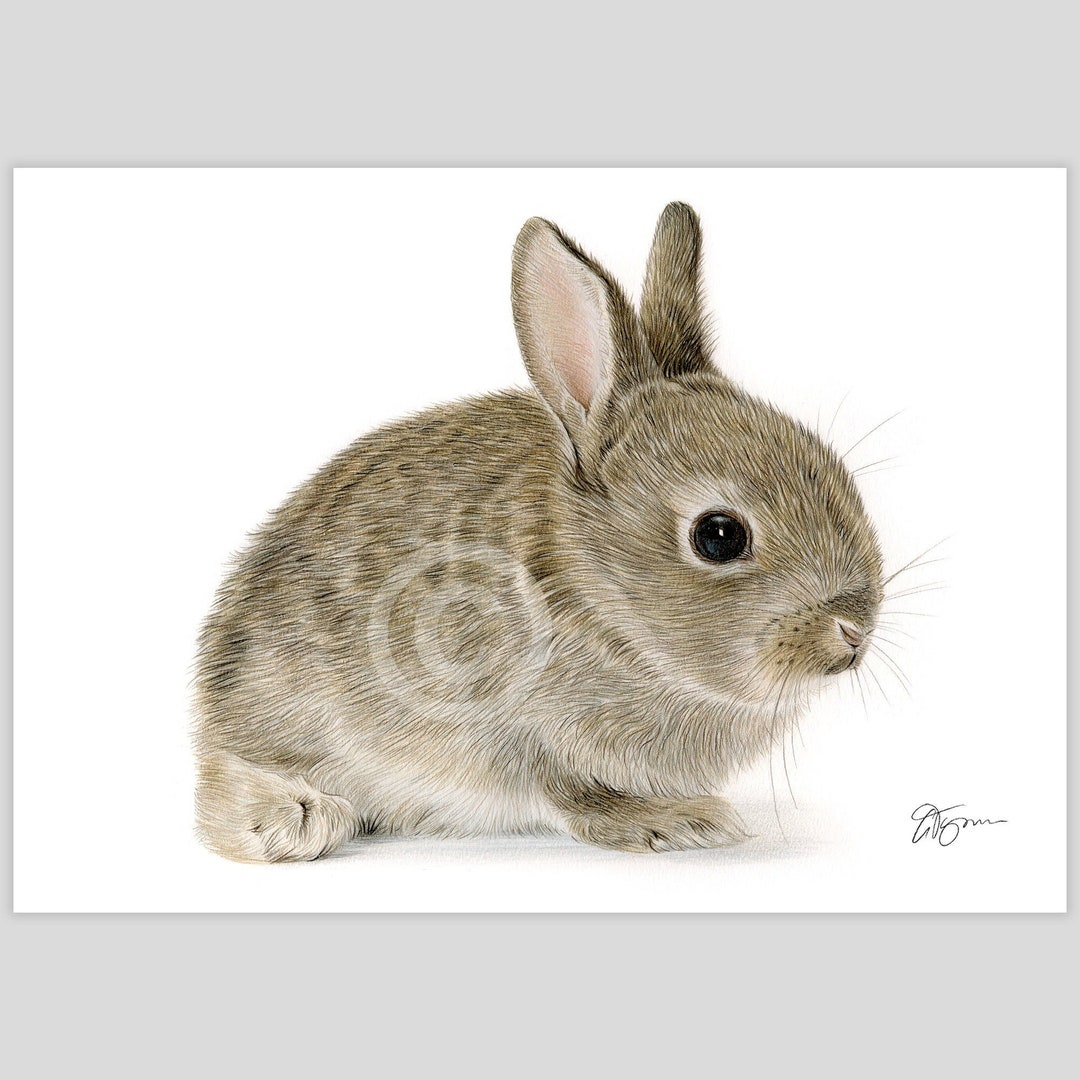 Young Rabbit - Color Pencil Drawing Print - Animal Art - Artwork Signed ...