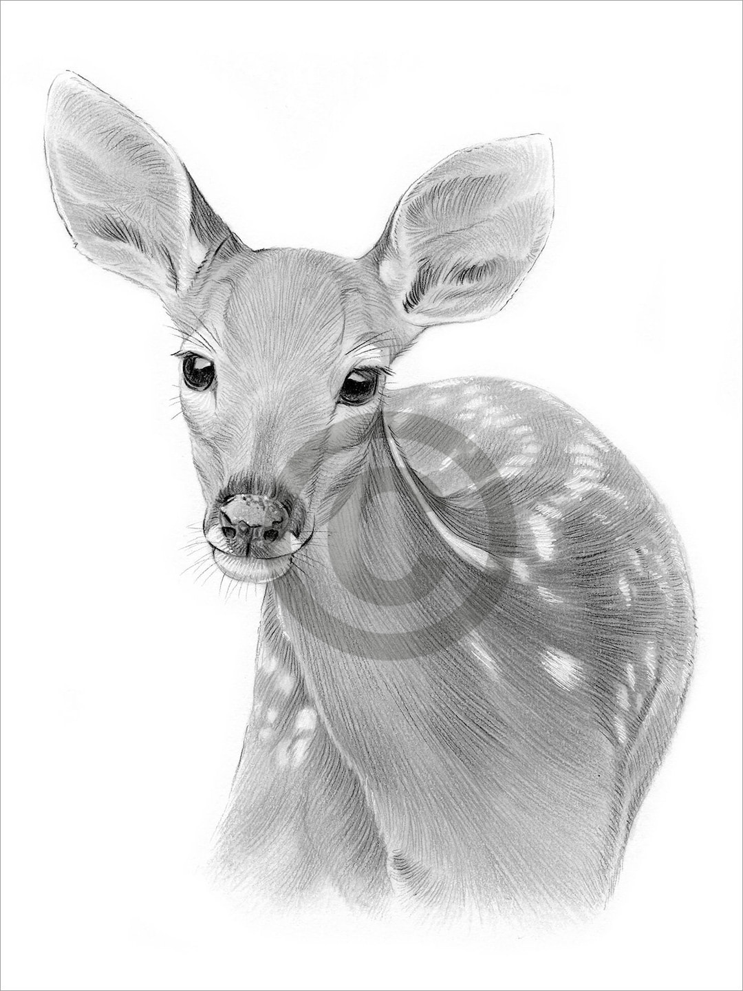 Digital Download Pencil Drawing of a Fallow Deer Artwork by UK Artist ...