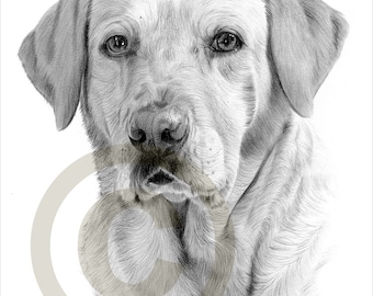 LABRADOR RETRIEVER Dog Pencil Drawing Art Print by Artist DJ Rogers - Etsy