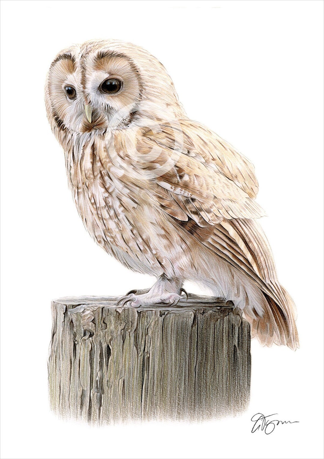 Tawny Owl Color Pencil Drawing Print Bird Art Artwork - Etsy