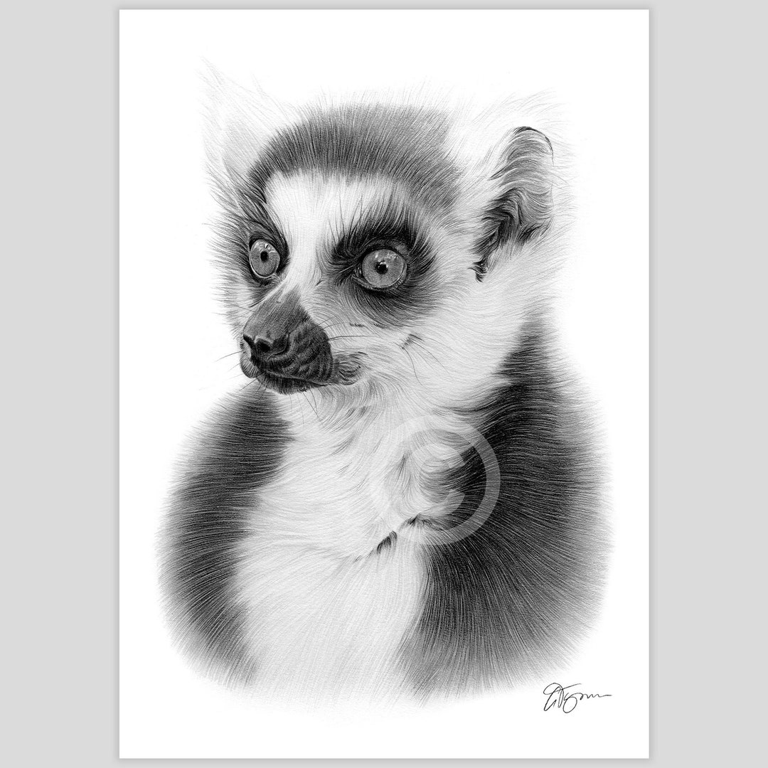 Ring-tailed Lemur Pencil Drawing Print | Artwork Signed by Artist Gary ...