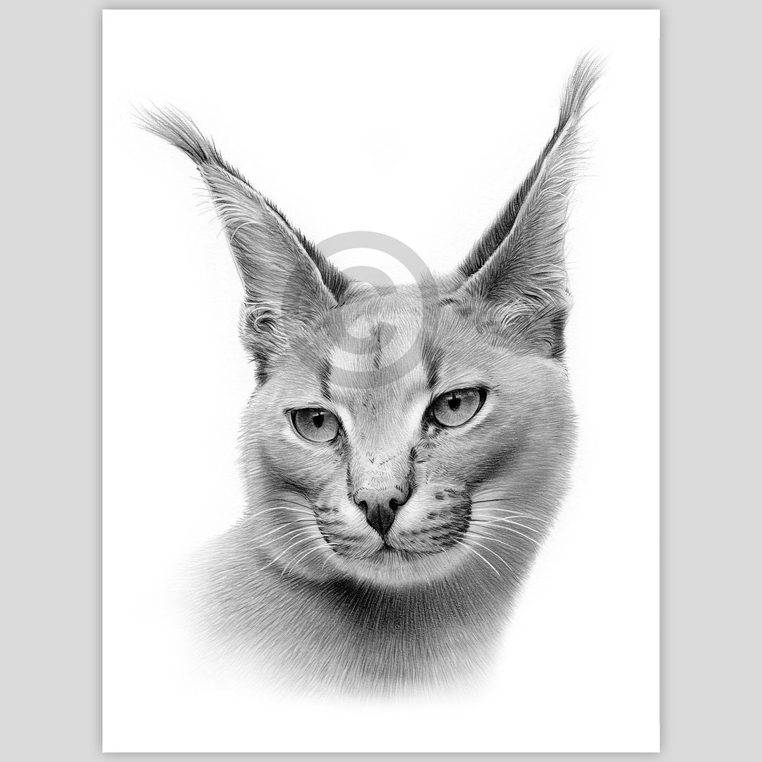 Pencil Drawing of a Caracal - Instant Digital Download - Artwork by ...