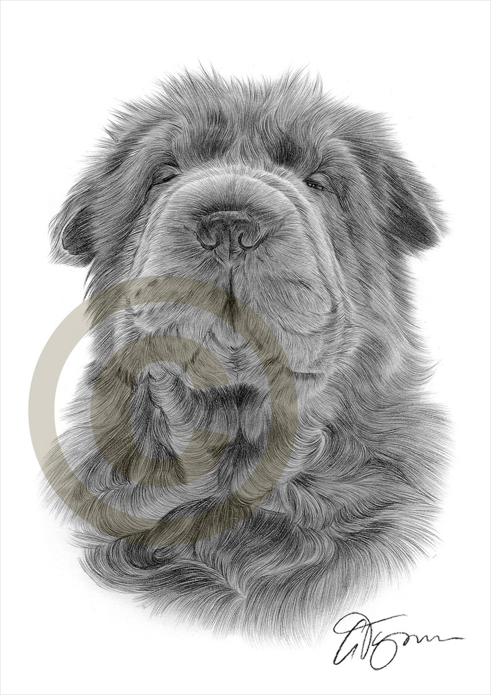Shar Pei Dog Art Pencil Drawing Print Artwork Signed by - Etsy